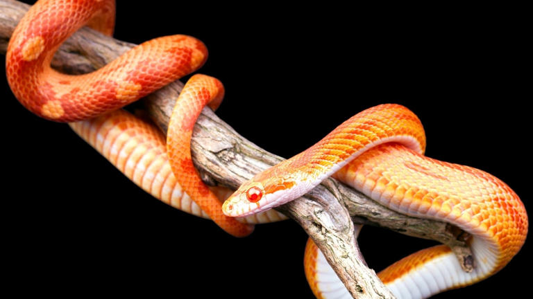 List of Top 9 Colorful Snakes in the World: Ranked