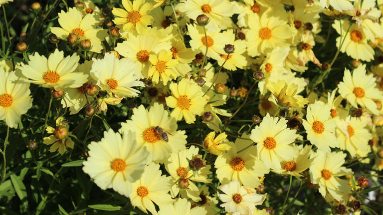 17 Stunning Fast-Growing Flowers That Thrive In Sandy Soil