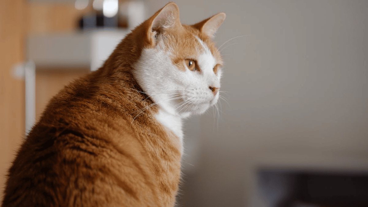 Your cat dreams about this: 10 things he loves and almost never gets