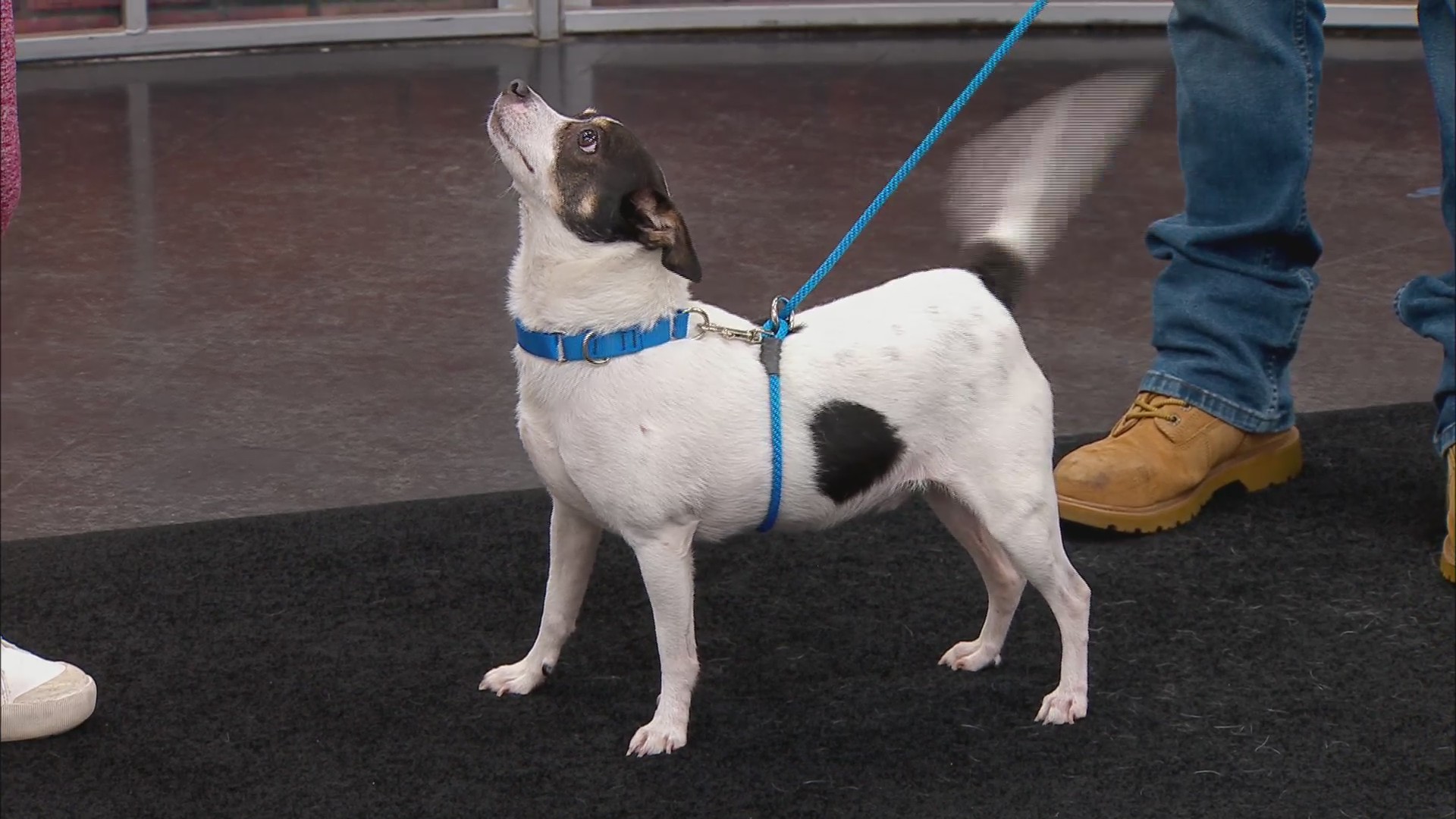 Pet Saver: Scooby