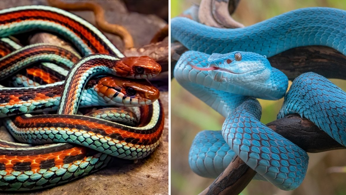 List of Top 9 Colorful Snakes in the World: Ranked