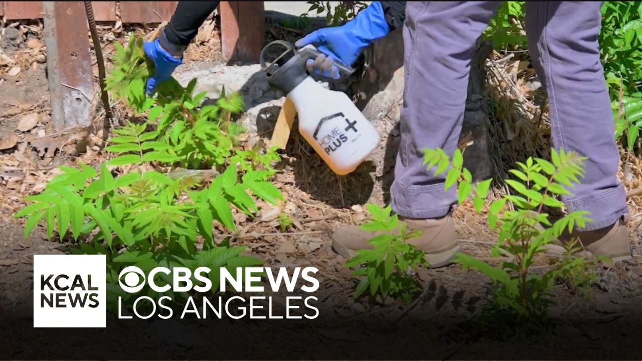 Invasive trees with foul odor spread in Eaton Fire burn scar area