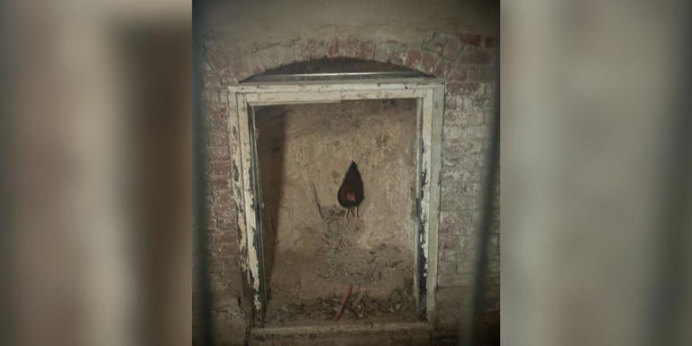 Rescuers Follow 'Fragile' Animal Into Abandoned Cellar — Then Realize ...