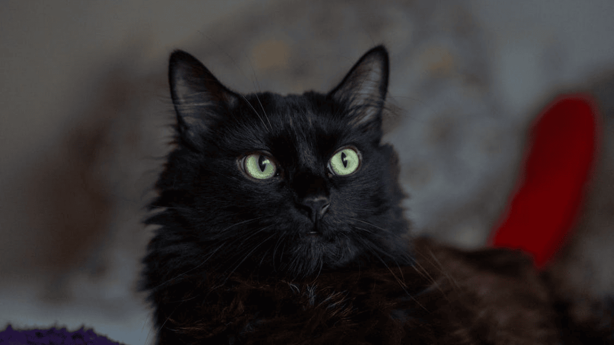 The truth behind color: what your cat's coat says about their ...