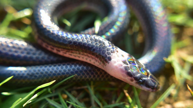 List of Top 9 Colorful Snakes in the World: Ranked