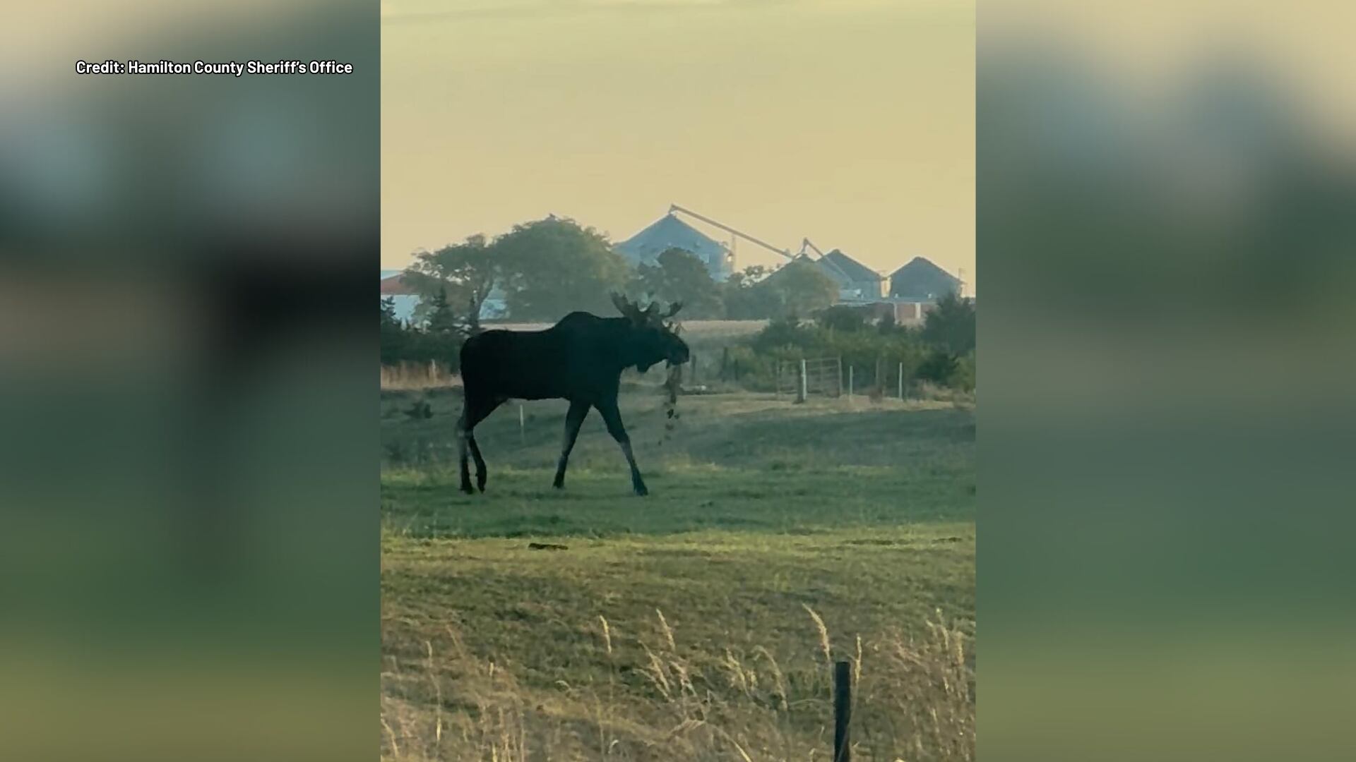 Moose sighting in central Nebraska
