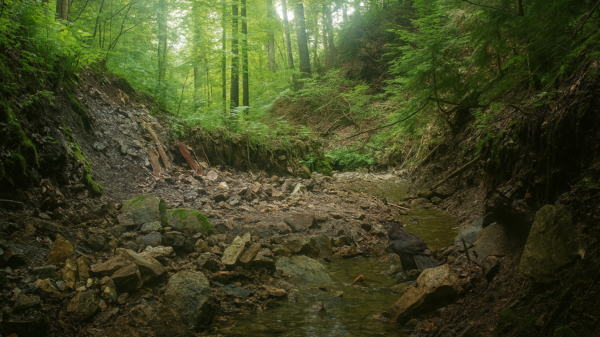 What the River Revealed to a Hidden Camera