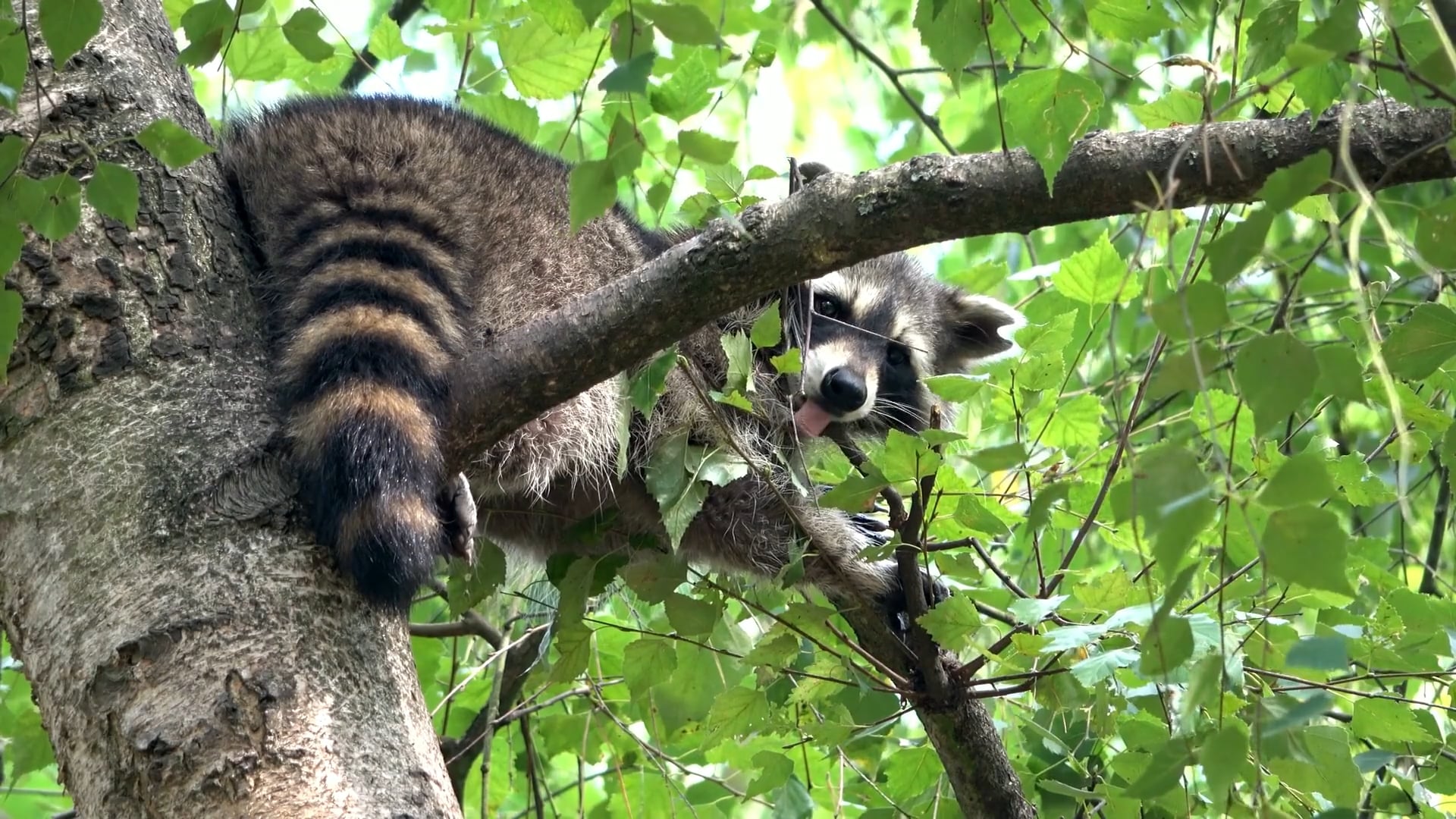 Raccoons: Close-Up Footage of Nature's Masked Mischief Makers