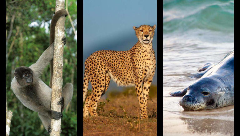 These countries rank as the top 10 to see wildlife. Where is the US on ...