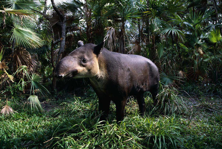 These countries rank as the top 10 to see wildlife. Where is the US on ...