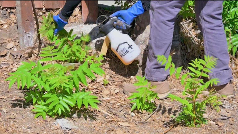 Gold prices hit record highs — Here's what's driving the rush