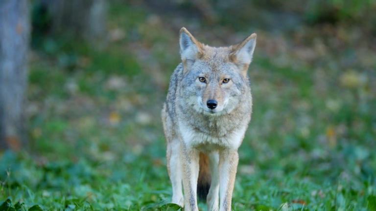 How to stay safe when wild animals invade your neighborhood