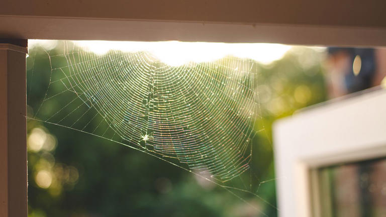 Cobwebs vs spider webs: The key difference you need to know