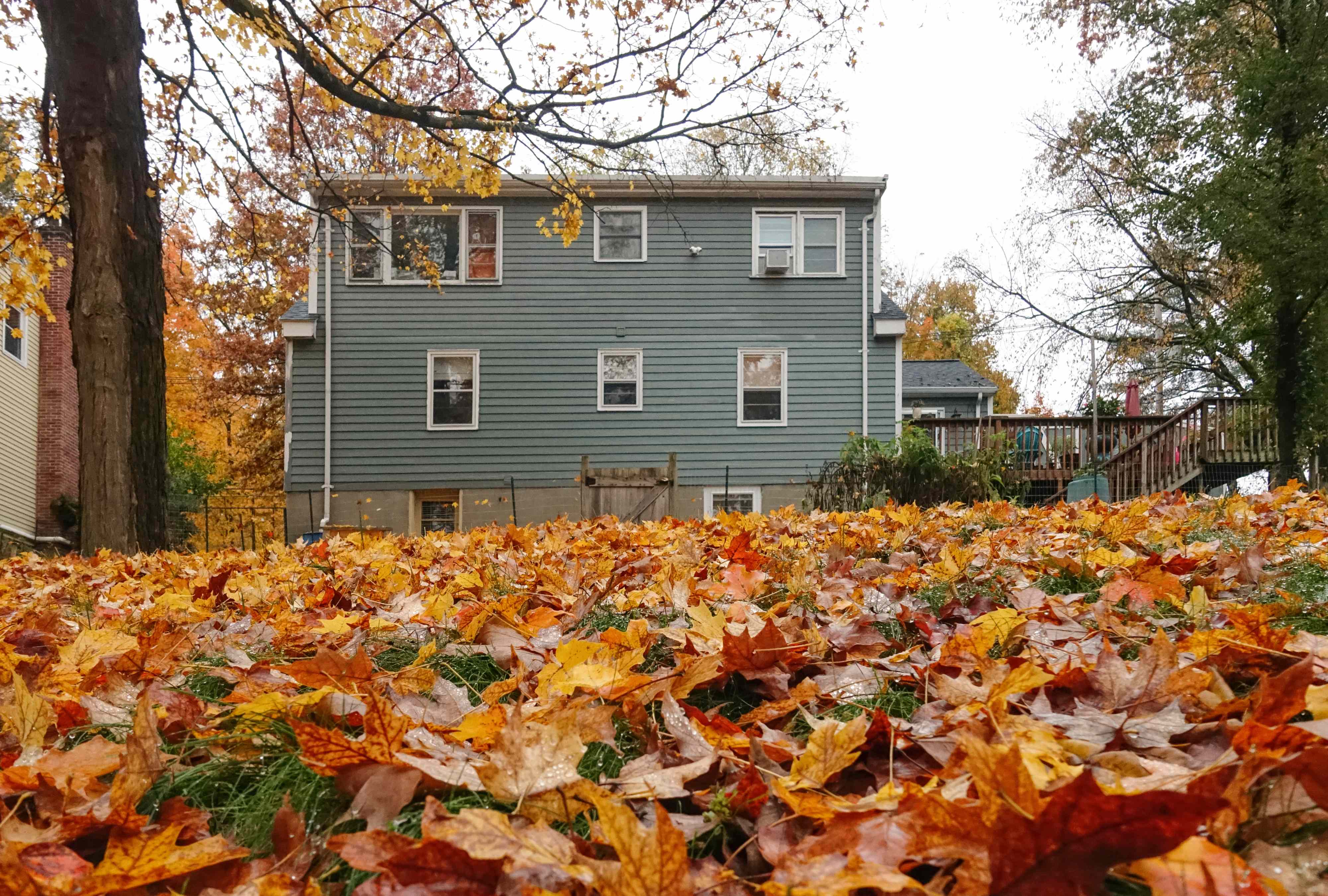 The Surprising Benefits of Leaving Fallen Leaves in Your Yard ...
