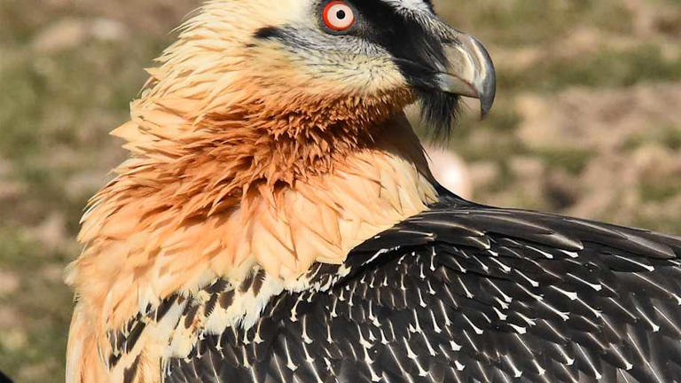 Bearded Vulture Nests Found to Contain Clothes and Weapons Dating Back ...