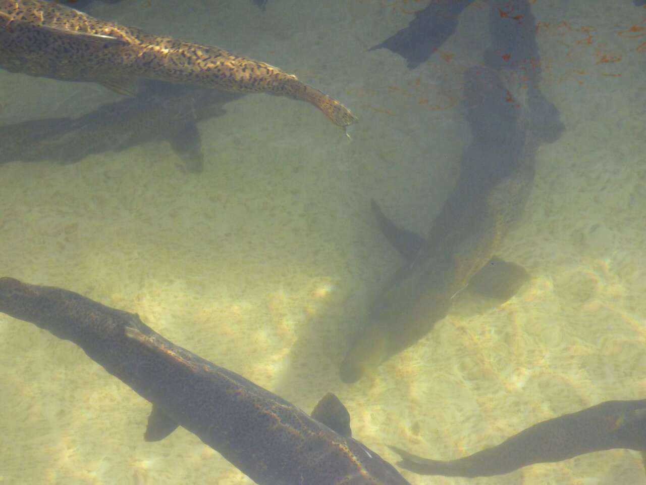 DNR collects millions of salmon, trout eggs to stock state waters