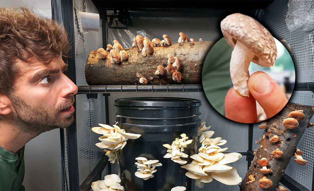 The mushroom growing myth that surprised me