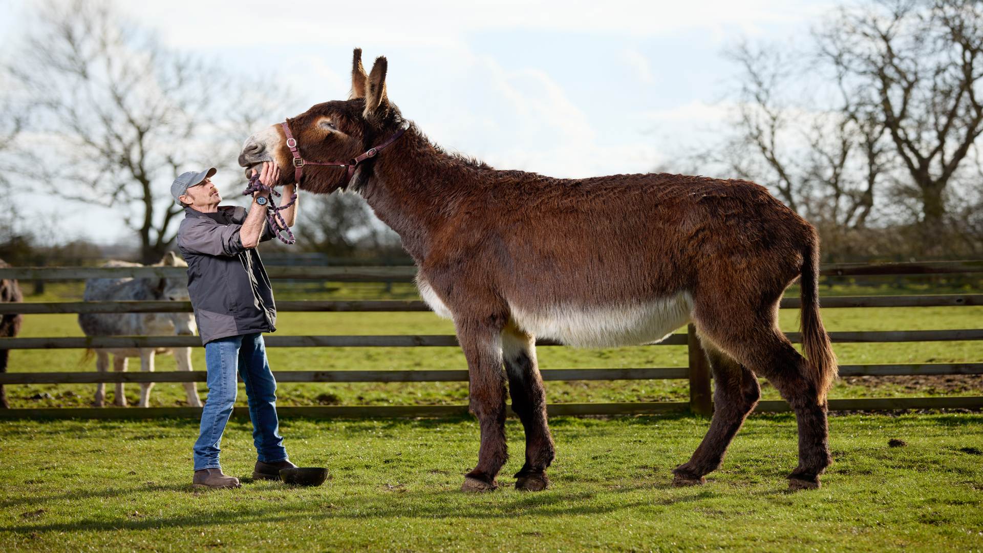 Tallest donkey - Derrick at 167 cm (5 ft 5 in)