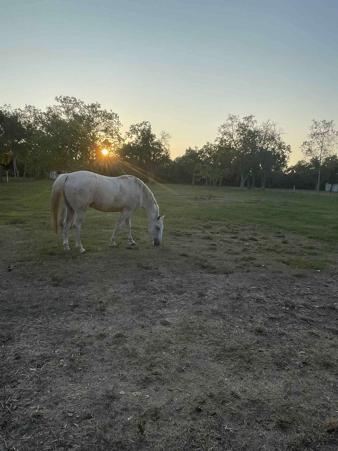 Dickinson animal shelter seeks home for its first rescue horse