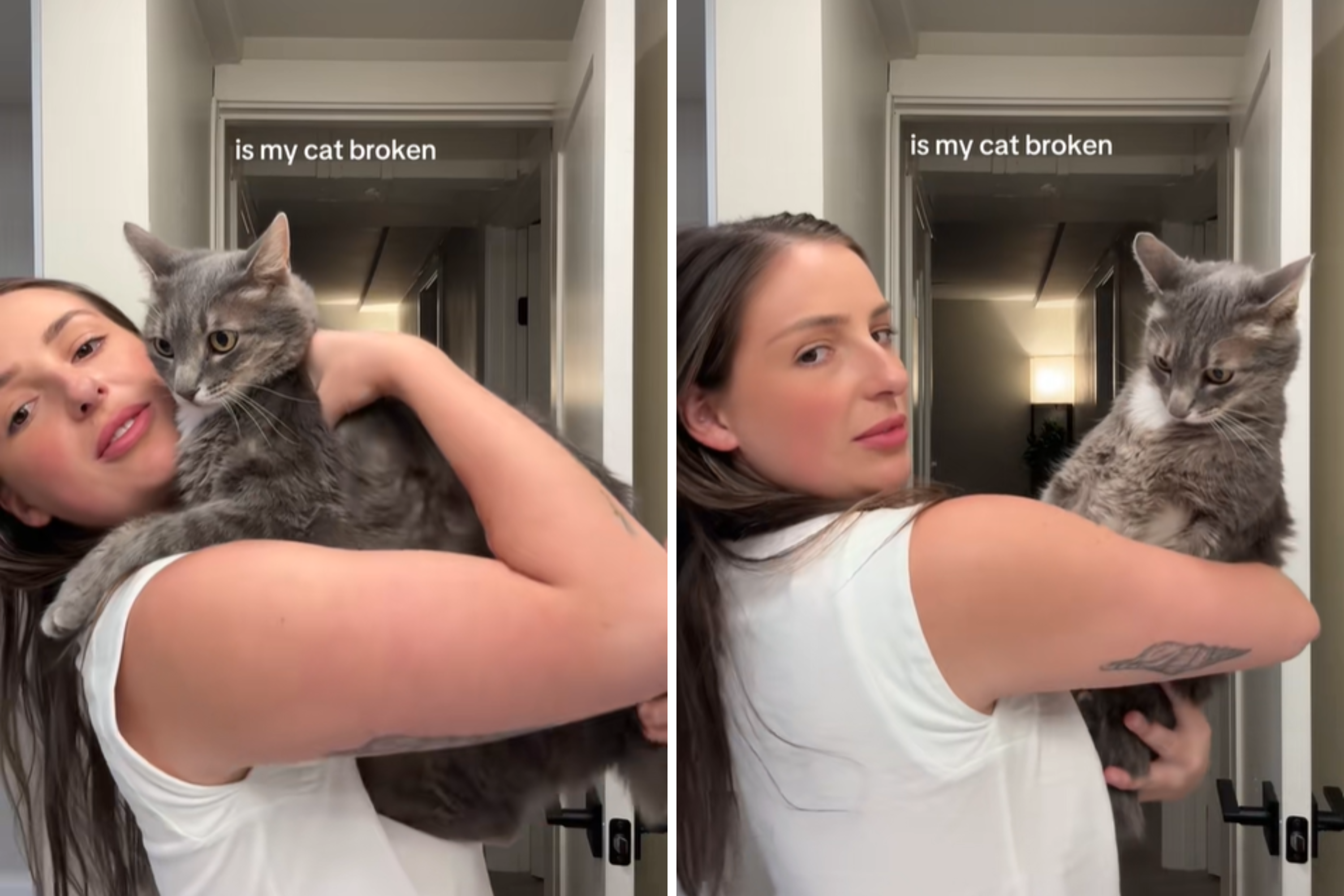 Cat setting 'boundaries' as owner attempts to hug him causes hysterics