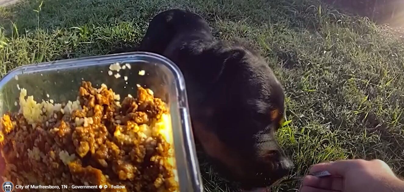 ‘Man’s best friend.’ Murfreesboro officer spoon-feeds injured dog his ...