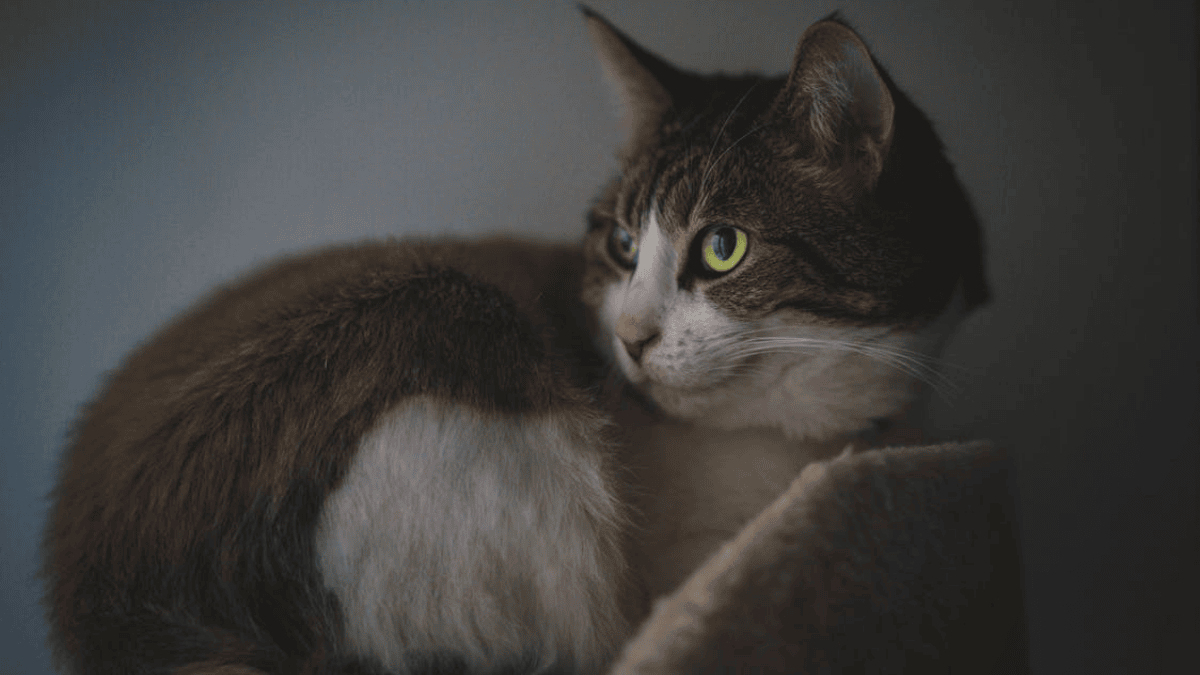 Así te recuerda tu gato quién tiene el control: 15 comportamientos