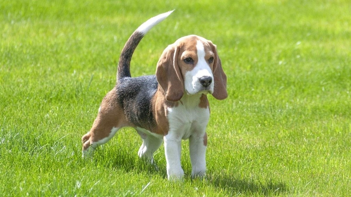8 beautiful medium dog breeds that will steal your heart