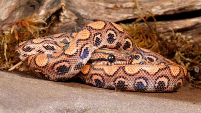List of Top 9 Colorful Snakes in the World: Ranked
