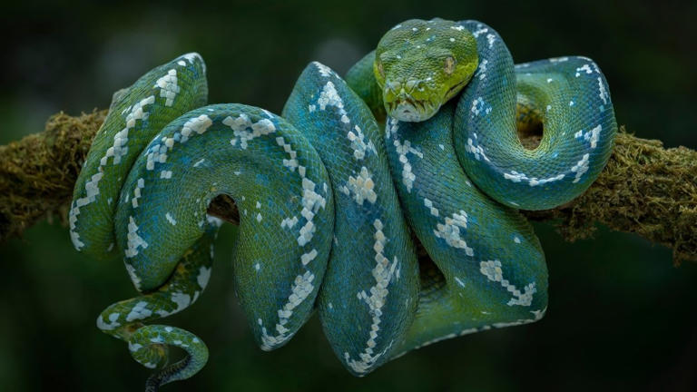 List of Top 9 Colorful Snakes in the World: Ranked
