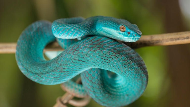 List of Top 9 Colorful Snakes in the World: Ranked
