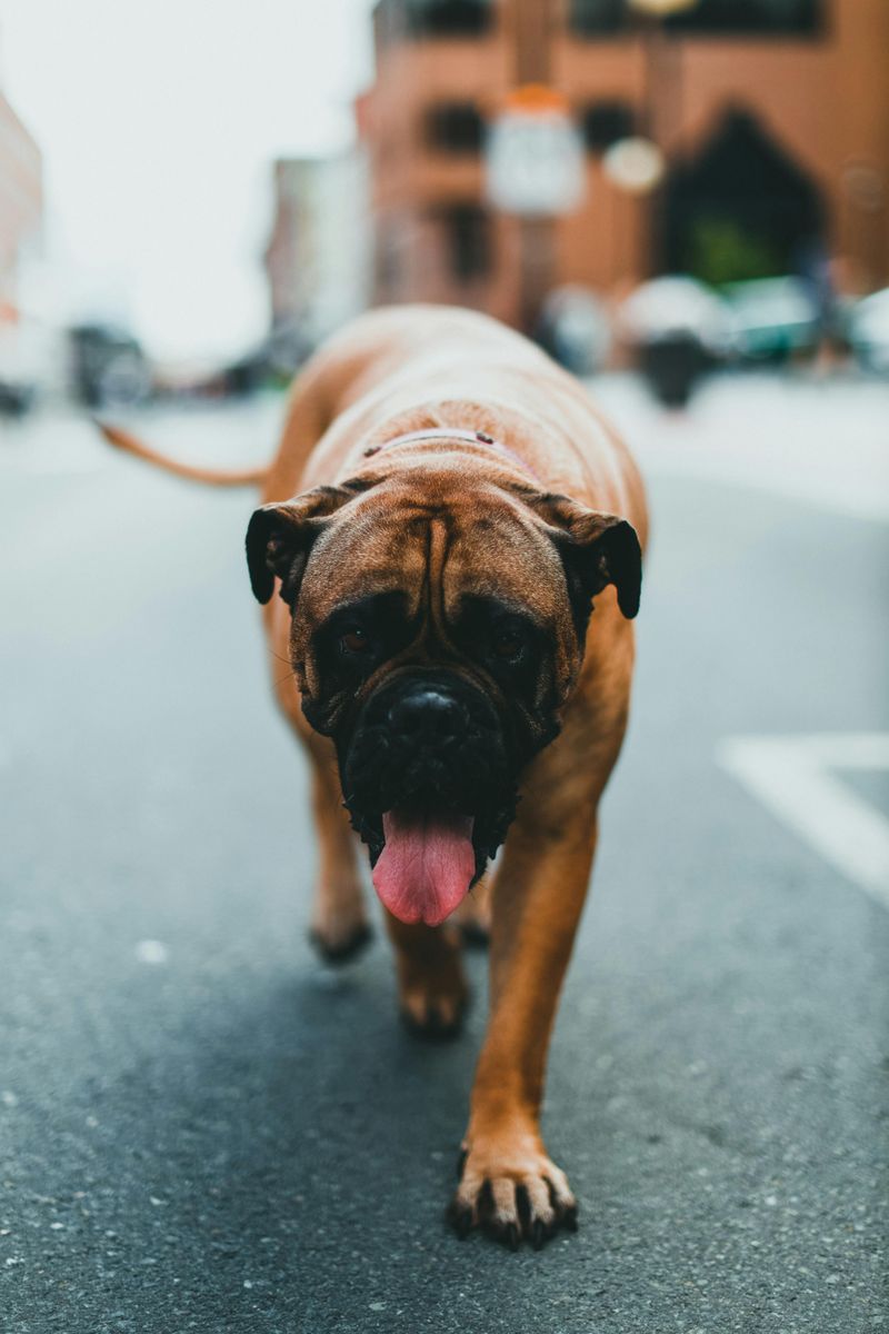 14 Largest Dog Breeds With Expert Tips