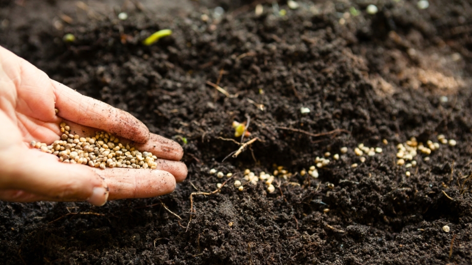 How to Prepare Garden Beds for Fall Seed Sowing