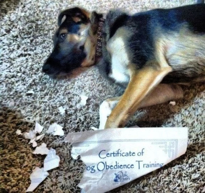 48 Of The Most Ironic Images That Show The Universe Has A Great Sense ...