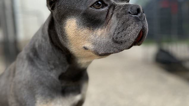 'Gladiator' dog travels in chariot pulled by friends