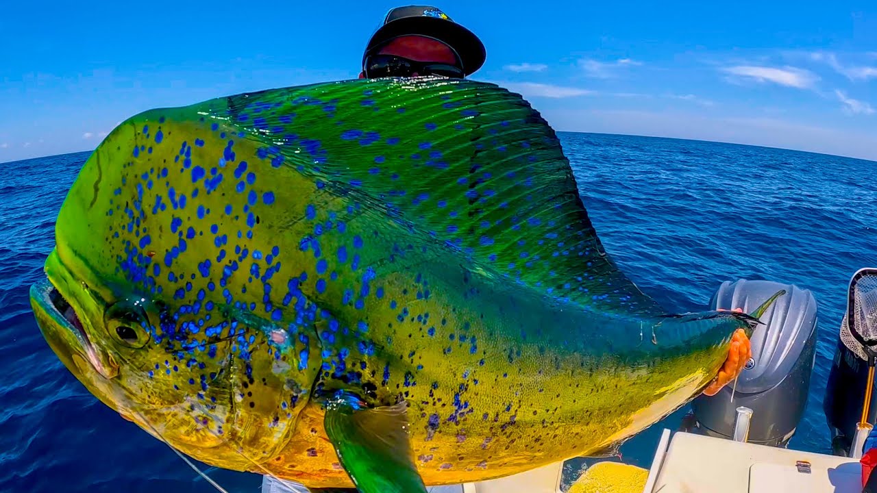 This is The Most Beautiful Fish in the Sea