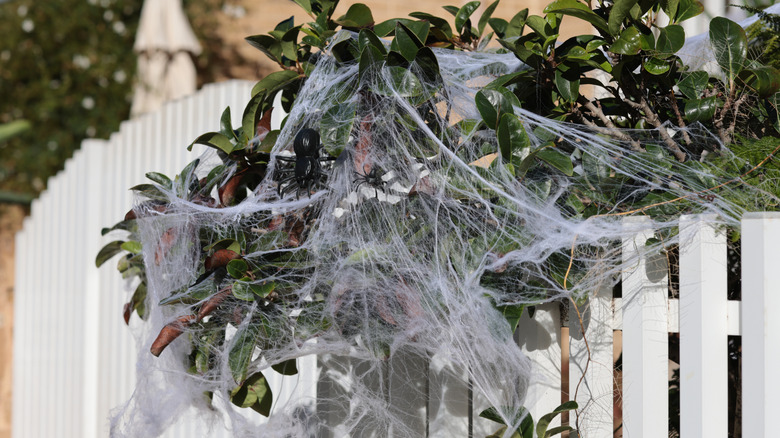 Do Fake Spider Webs Actually Hurt Birds? Here's What We Know About This ...
