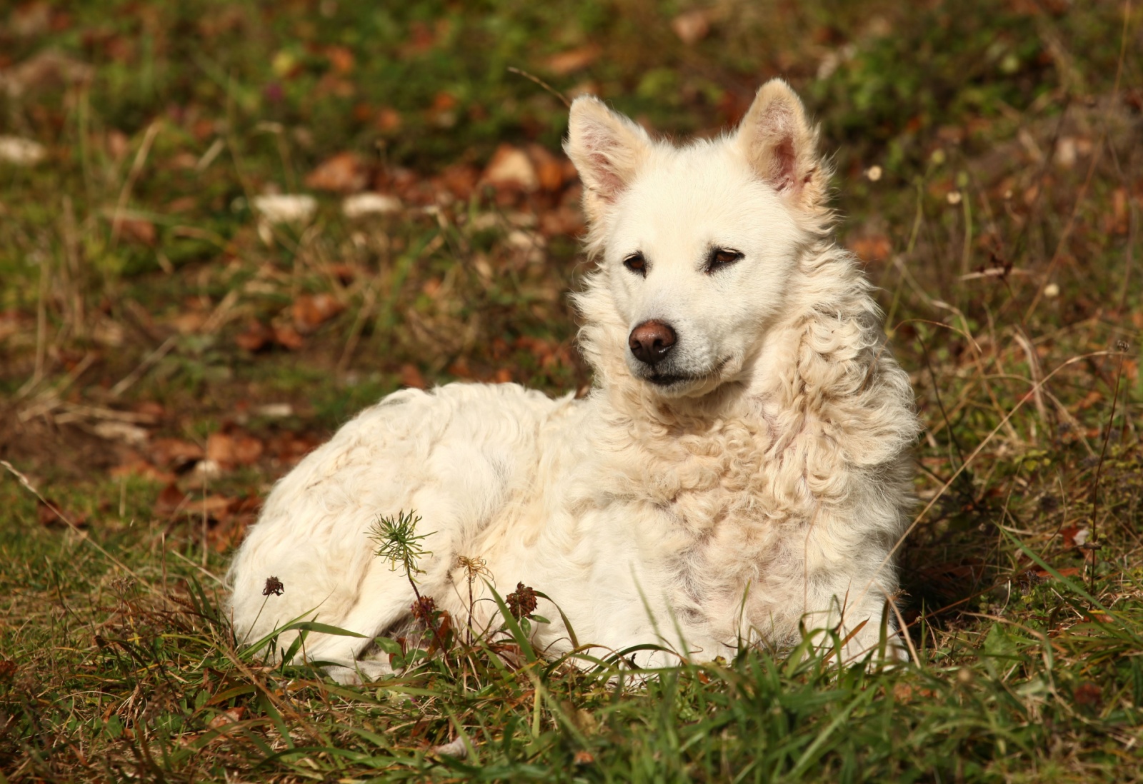 10 Of The Fastest-Growing Dog Breeds In Canada You’ve Probably Never ...