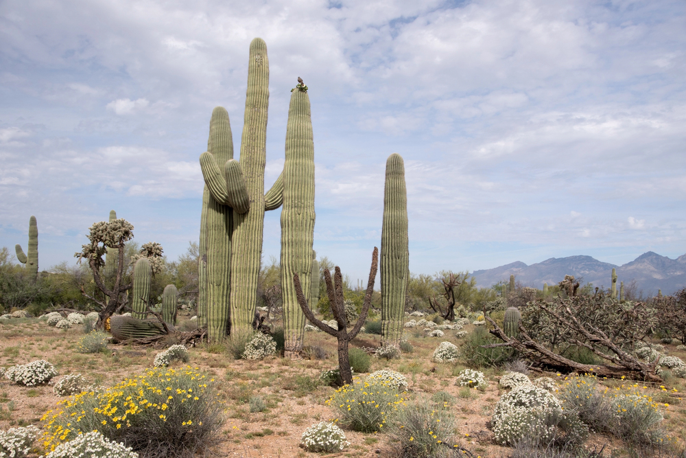 The desert landscapes that make Arizona unforgettable