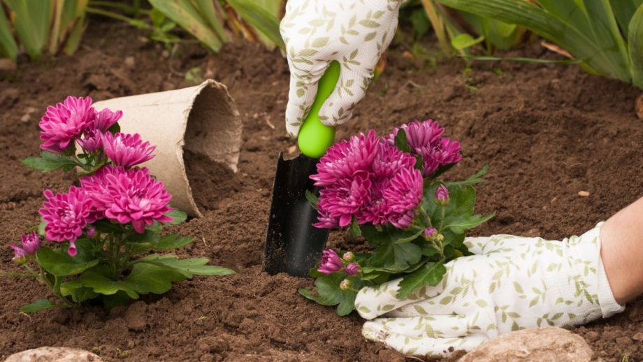 Planting Mums in the Ground: How to Do it Right