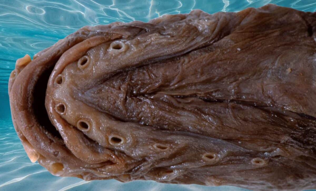 Russian Biologist Uncovers Weird-Looking Deep Sea Creature That’s ...