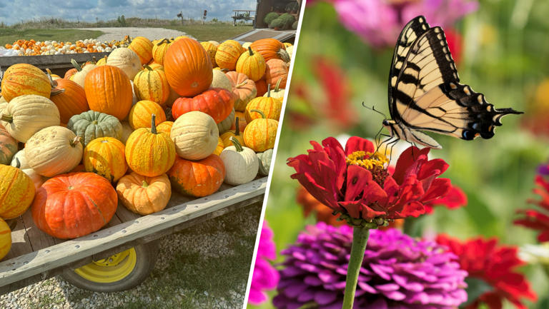 Huertos de calabazas y laberintos de maíz: lugares para disfrutar del otoño