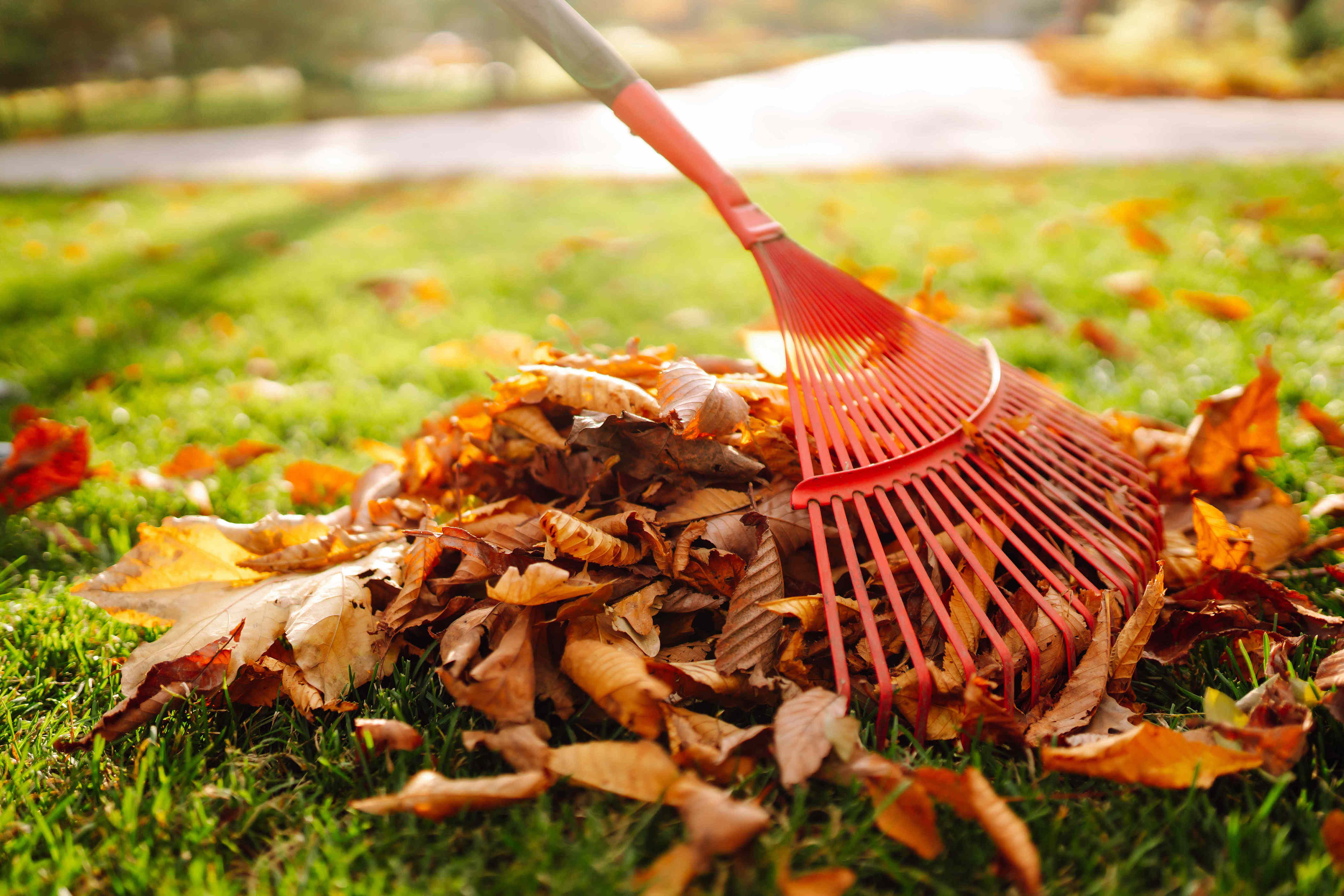 Should You Rake Your Leaves in Fall or Leave Them Alone? We Asked a Pro ...