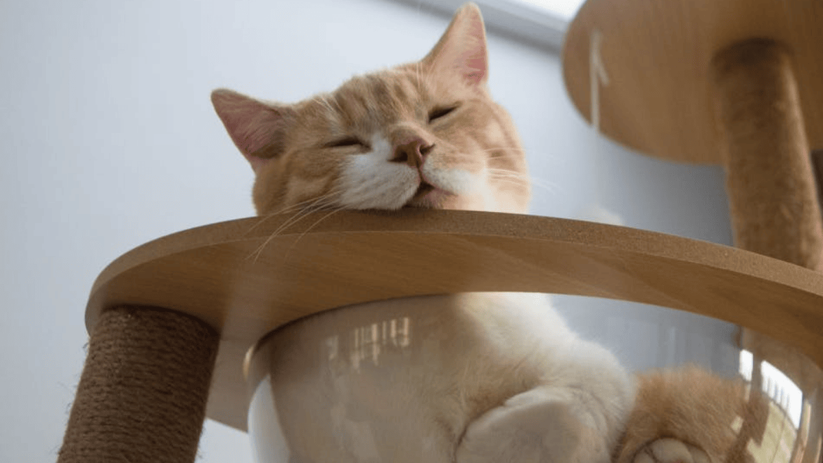 Why do cats play at night? This is what veterinarians say