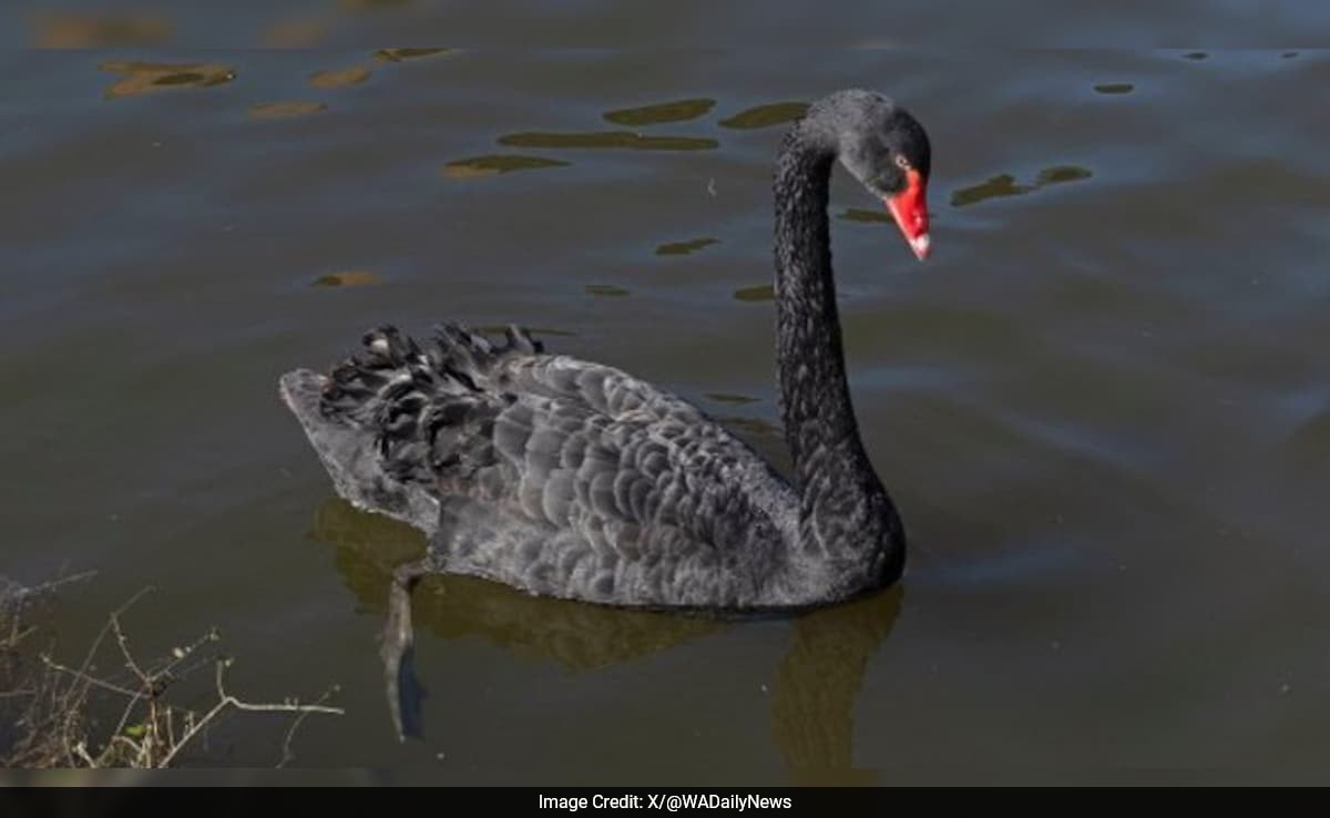 Black Swan Named 'Mr Terminator' Removed From UK Town For Terrorising Birds