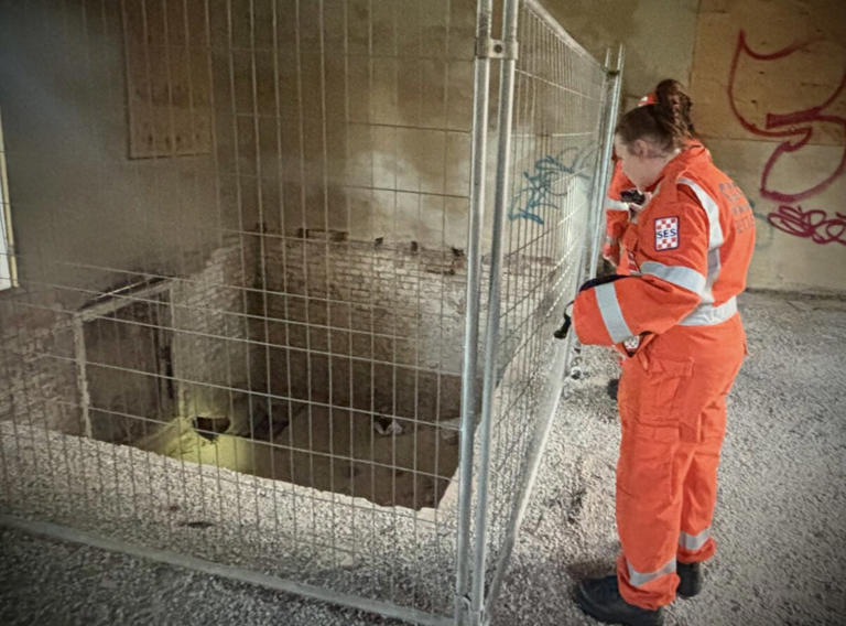 Rescuers Follow 'Fragile' Animal Into Abandoned Cellar — Then Realize ...