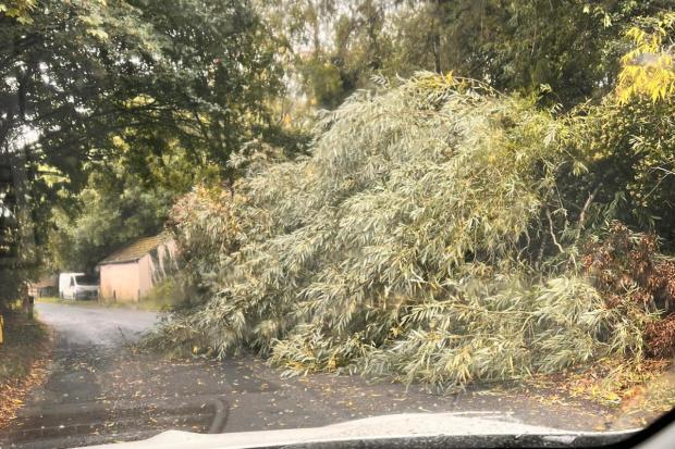 Fallen tree blocks road as weather warning alert issued