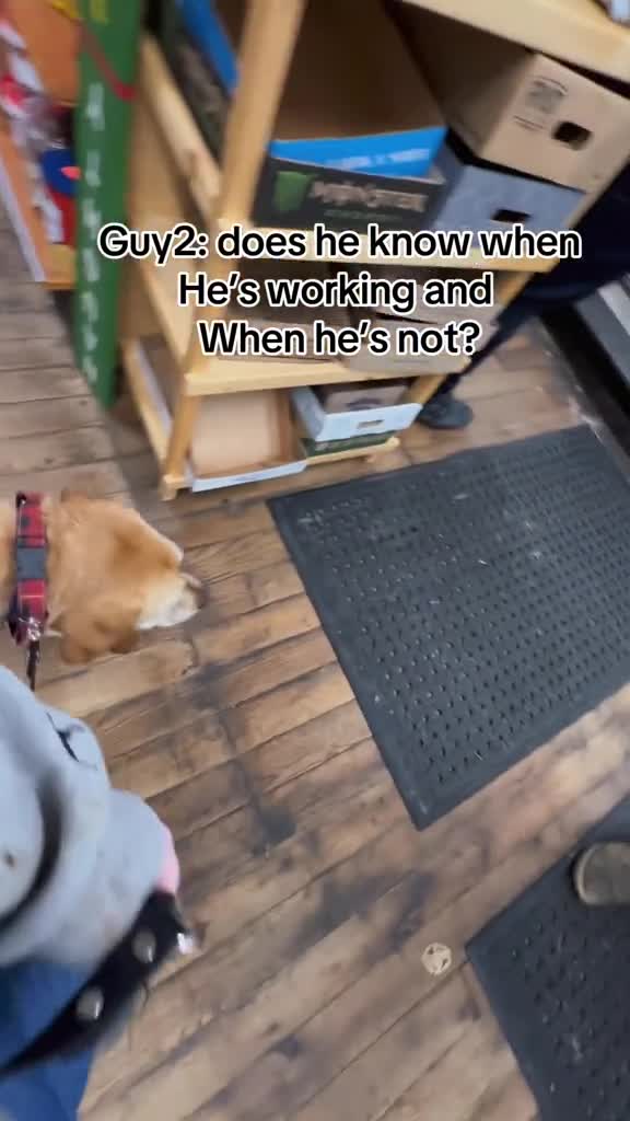 How to Respect a Service Dog in Public Spaces