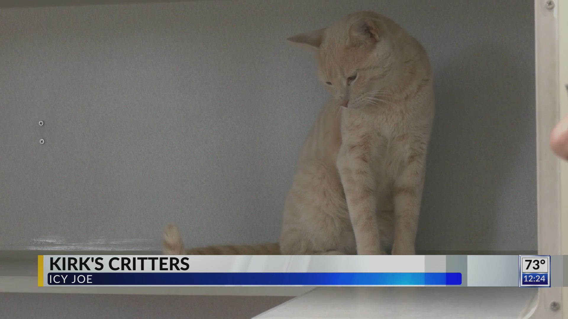 Kirk's Critters: Icy Joe