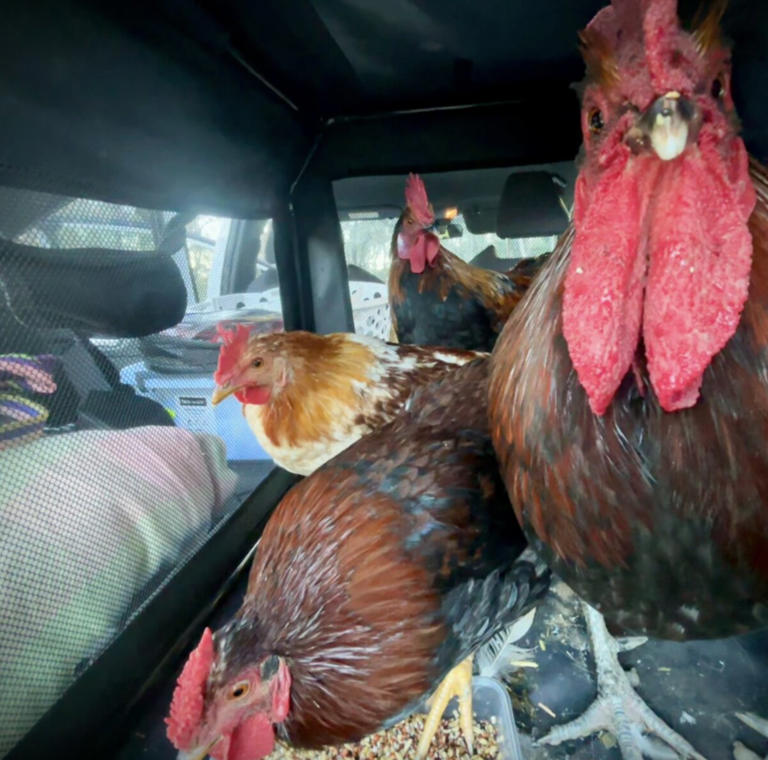 Rescuers Follow 'Fragile' Animal Into Abandoned Cellar — Then Realize ...