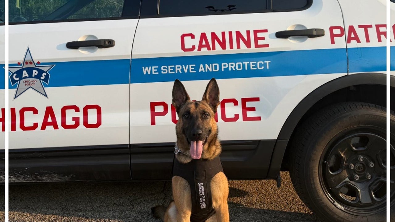 Five Chicago police K9s receive new protective vests